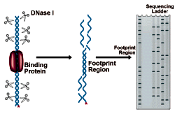 DNase I Footprinting - National Diagnostics