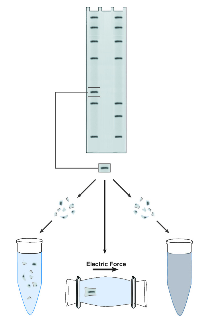 DNA/RNA Purification from PAGE Gels - National Diagnostics